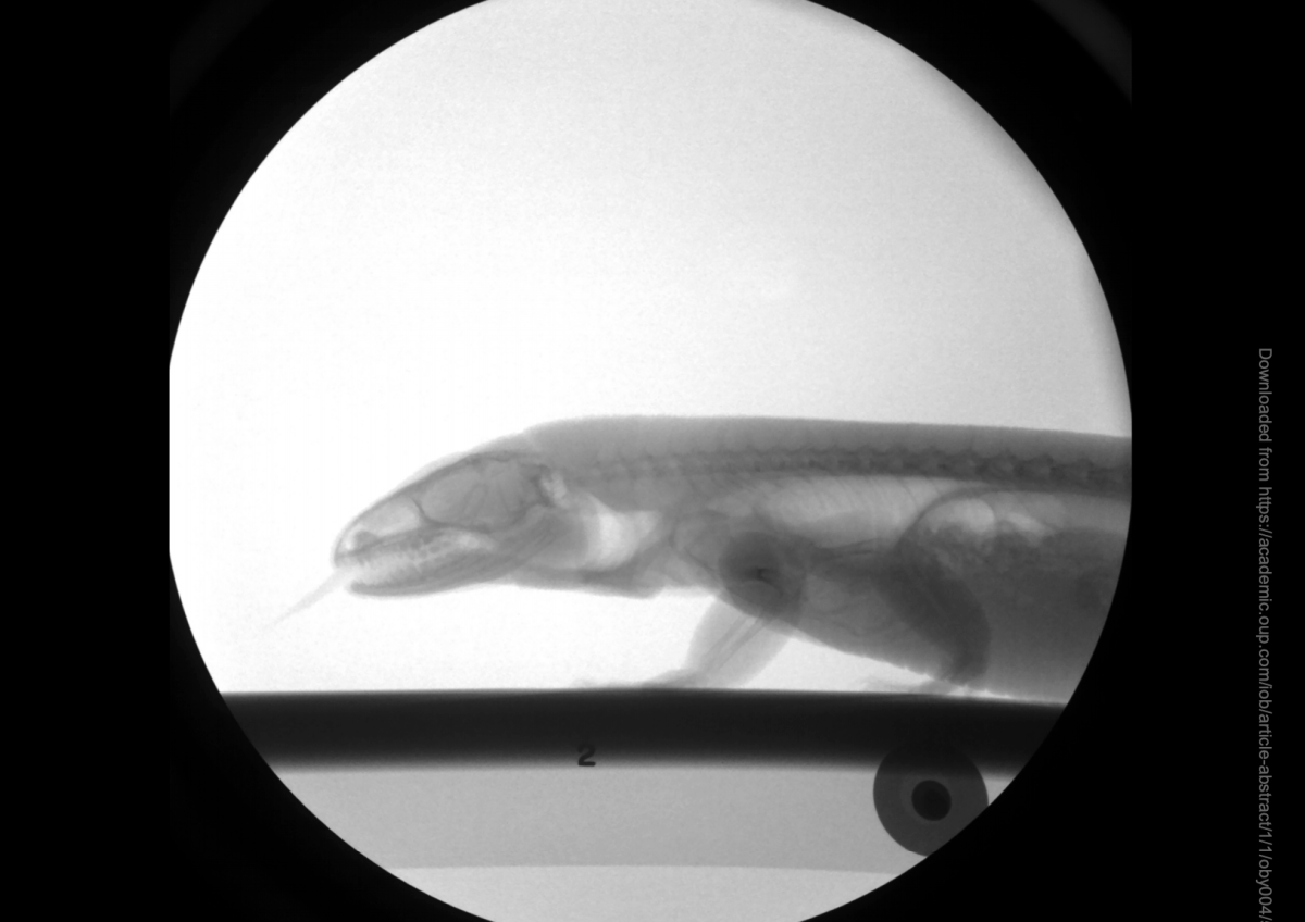 Running out of breath: locomotion and ventilation in lizards ...