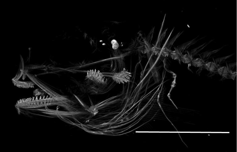 Masters Of The Deep: The Hadal Snailfishes – Integrative Organismal Biology