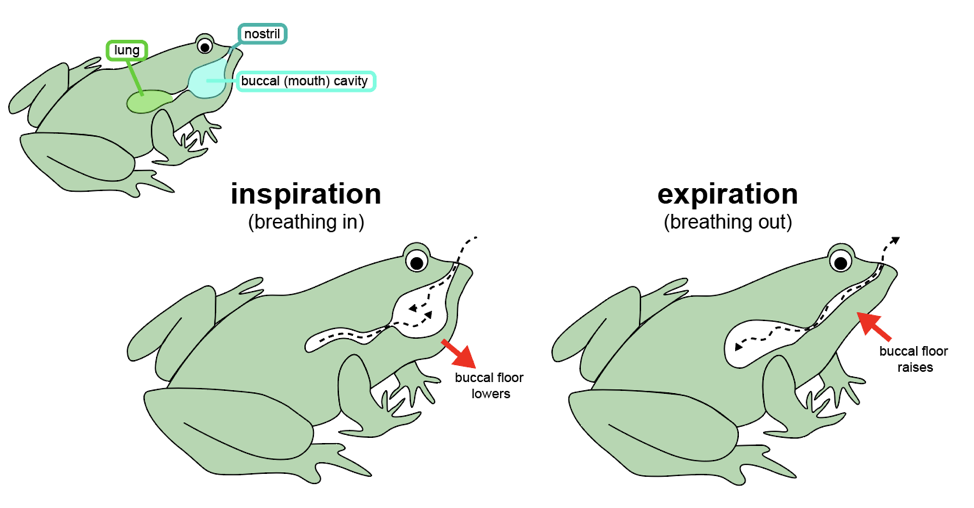 Do frogs really breathe with their eyes? – Integrative Organismal Biology