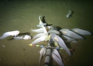 Masters Of The Deep: The Hadal Snailfishes – Integrative Organismal Biology