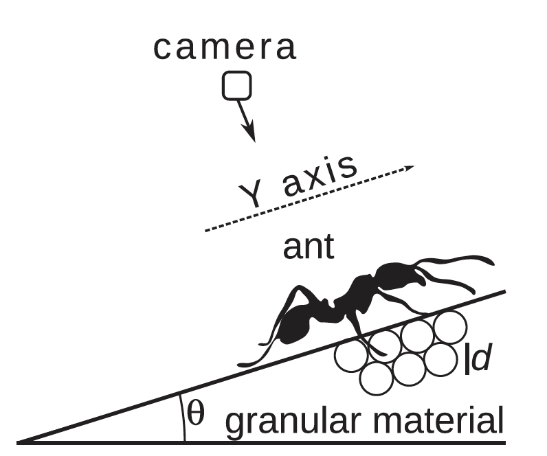 Antlion pits take advantage of ant slips – Integrative Organismal Biology