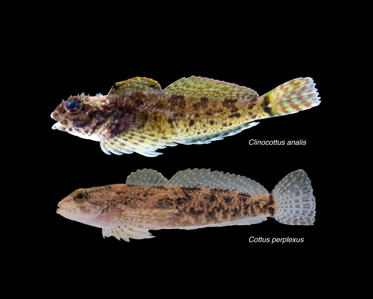 What happens when sculpins cross the aquatic aisle? – Integrative ...