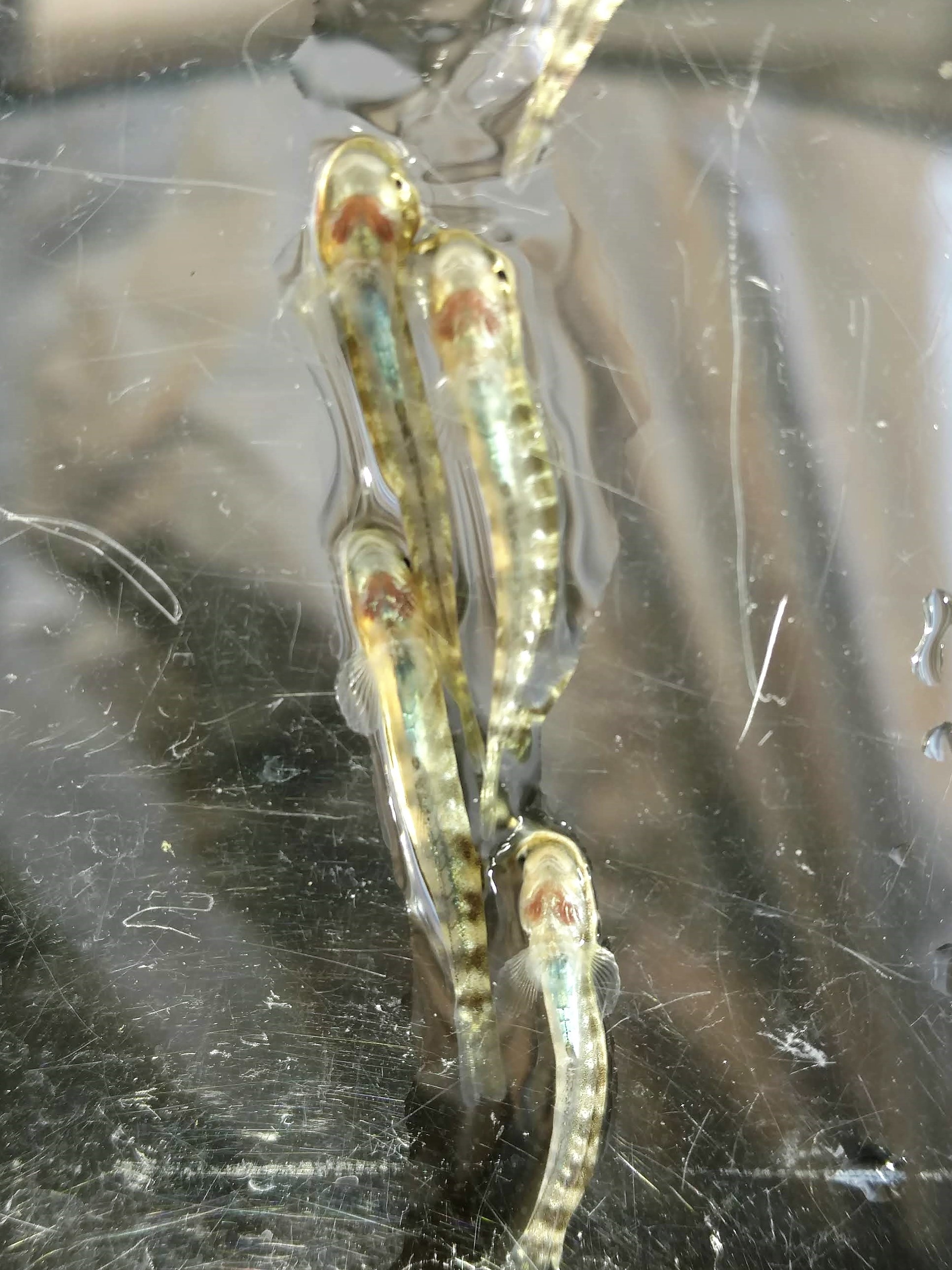 Gobies Climb Waterfalls – Integrative Organismal Biology