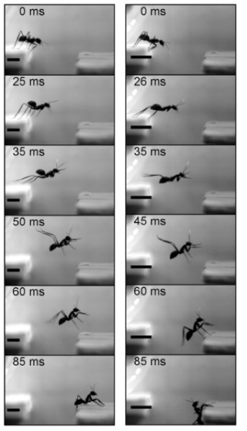Ants go belly-up to jump – Integrative Organismal Biology