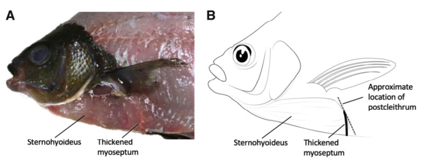 Thick fish feed with superior suction – Integrative Organismal Biology