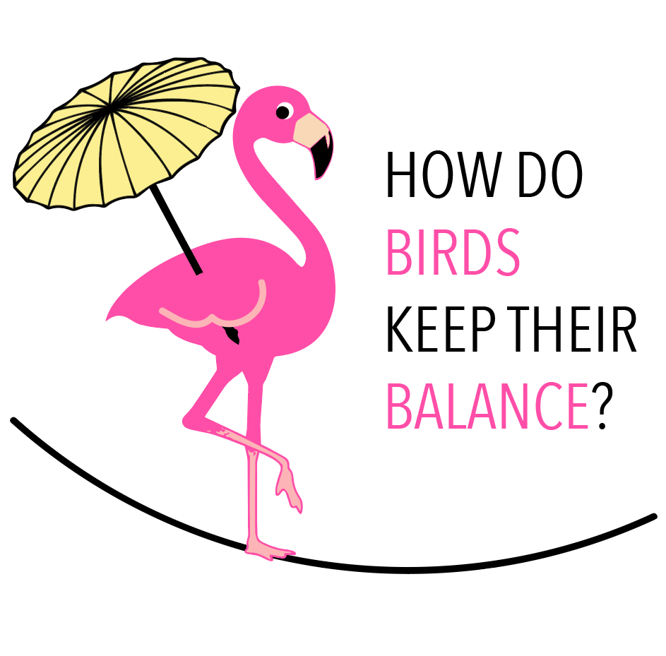 How do birds keep their balance? – Integrative Organismal Biology