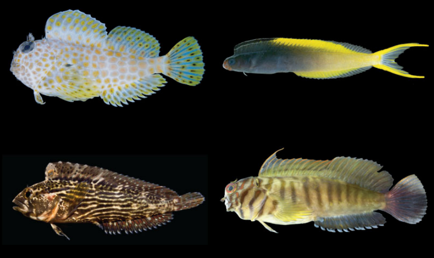 Extreme blennies are surprisingly ordinary – Integrative Organismal Biology