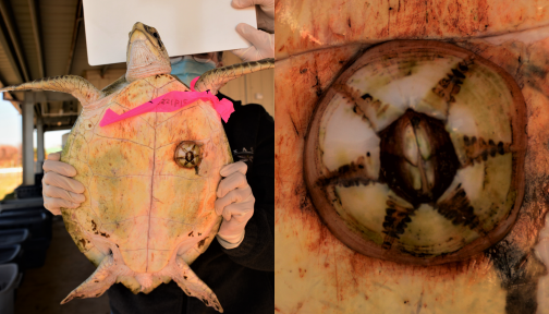 The Epibiont’s Guide to Sea Turtle Hosts: Barnacle Edition ...