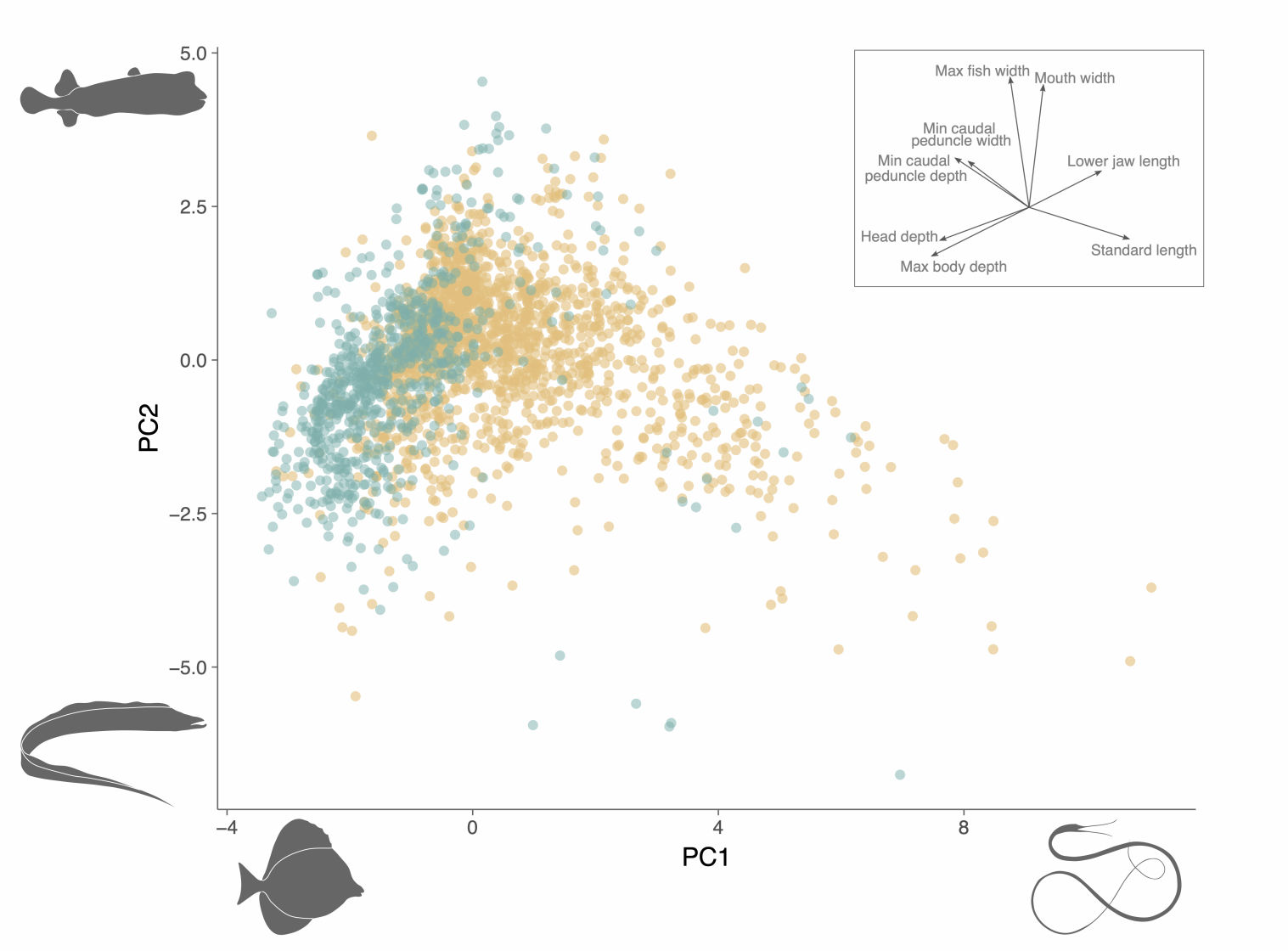 Locomotion in the Ocean: How does swimming mode affect body shape ...