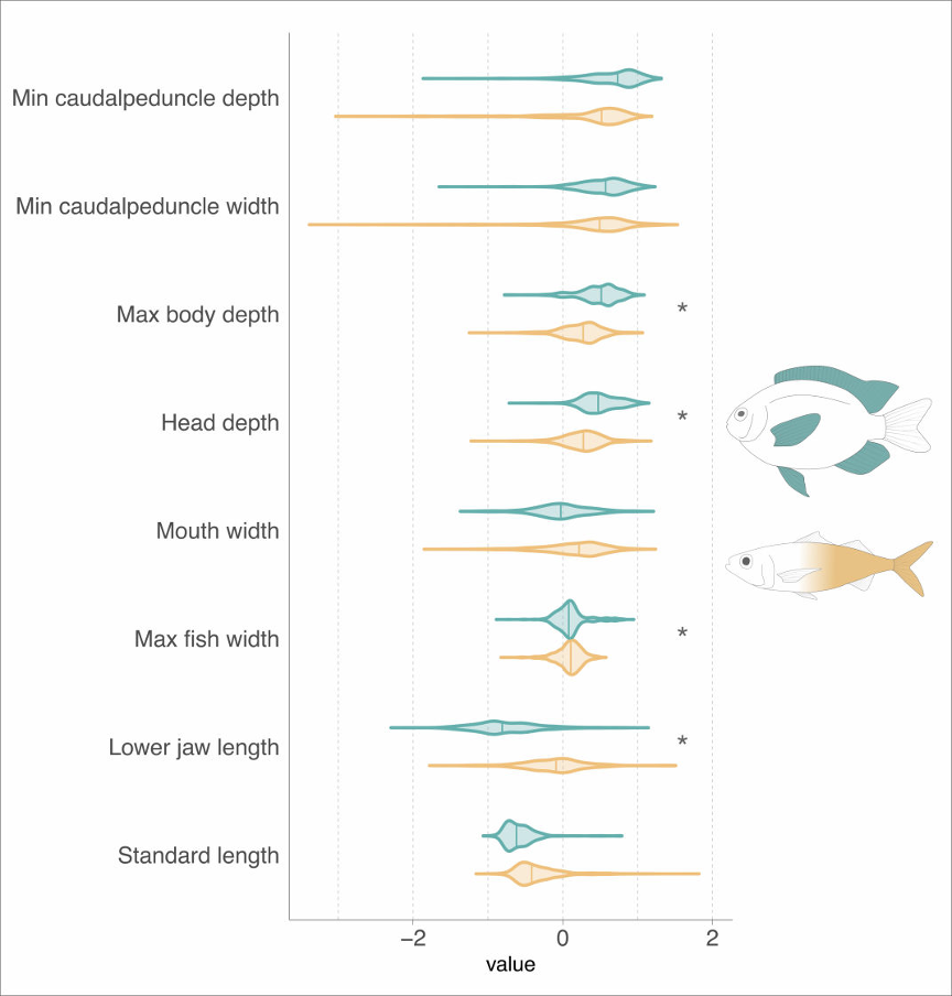 Locomotion in the Ocean: How does swimming mode affect body shape ...