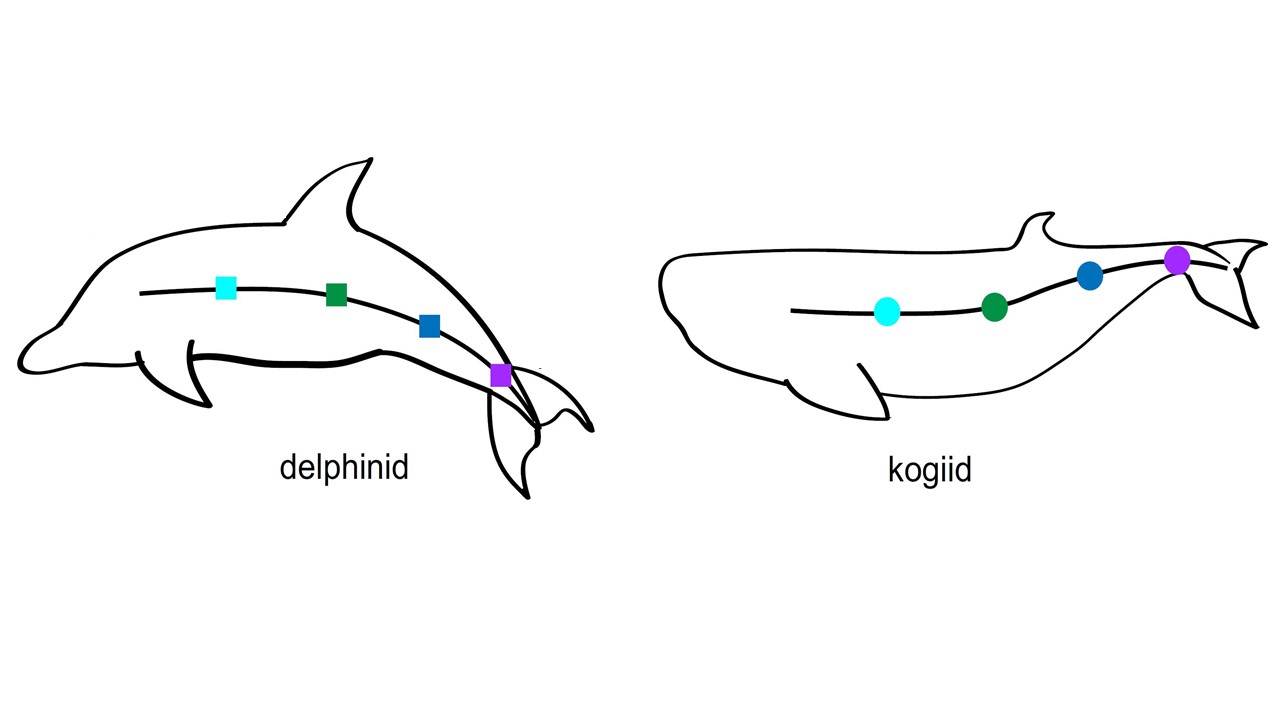 When cetaceans have a bone to pick… – Integrative Organismal Biology