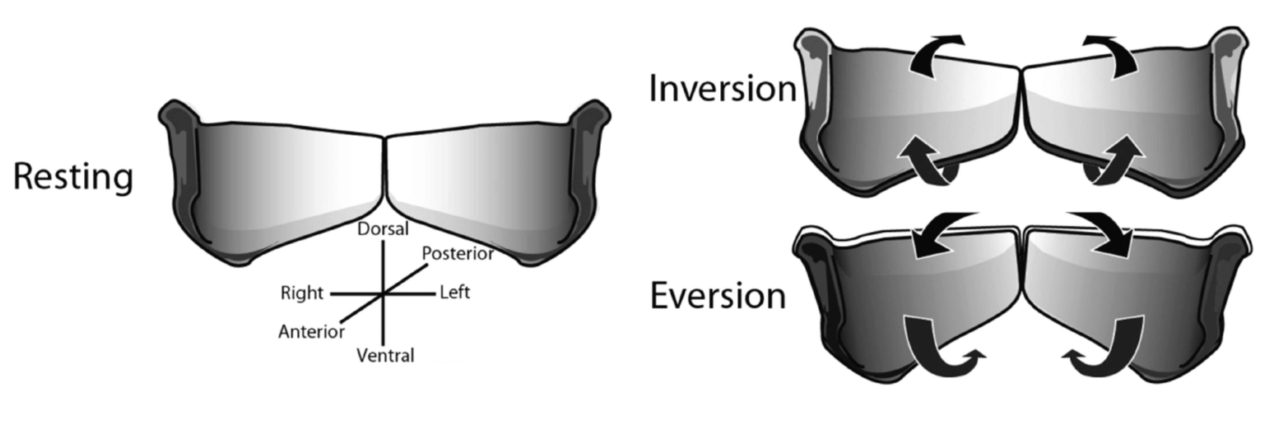 (Con)Fusion of the Jaws: Long-axis Rotation of the Jaws During Feeding ...