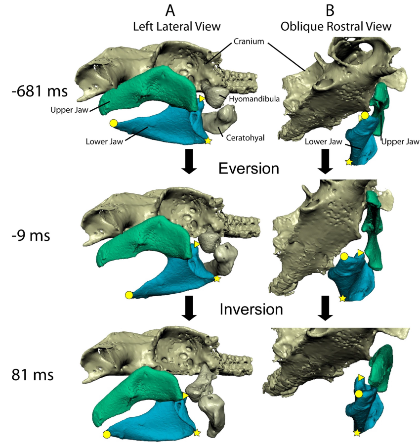 (Con)Fusion of the Jaws: Long-axis Rotation of the Jaws During Feeding ...